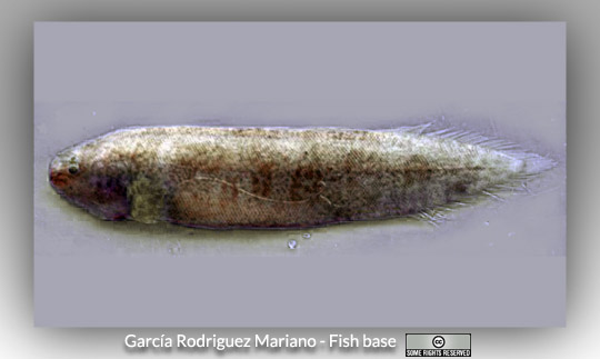 Lingua lunga - Symphurus ligulatus