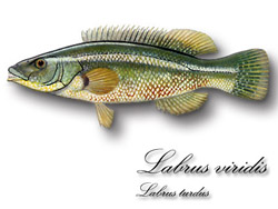 Tordo - Labrus viridis