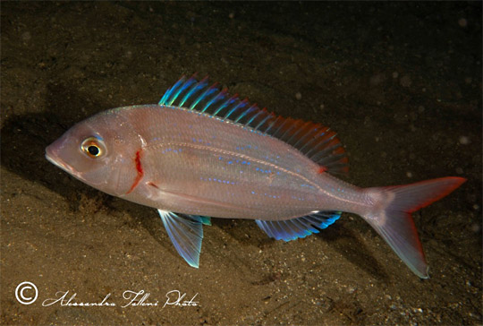 Pagello fragolino - Pagellus erythrinus