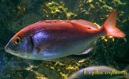 Pagello fragolino - Pagellus erythrinus