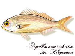 Rovello (Pagellus bogaraveo (j)